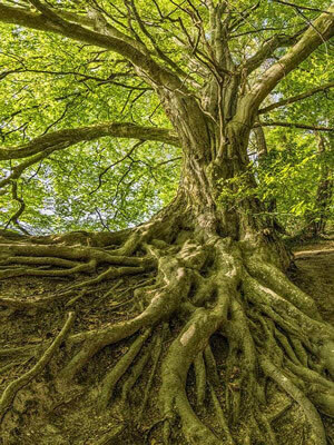 Bajakah (Spatholobus Littoralis Hassk) Kaufen - Kraatje
